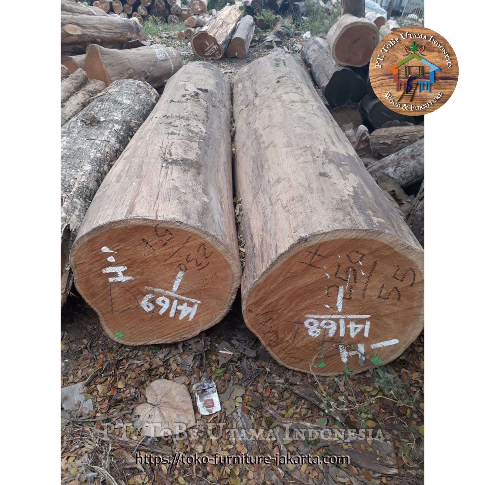 Kayu Jati Log untuk Industri Mebel dan Bahan Bangunan