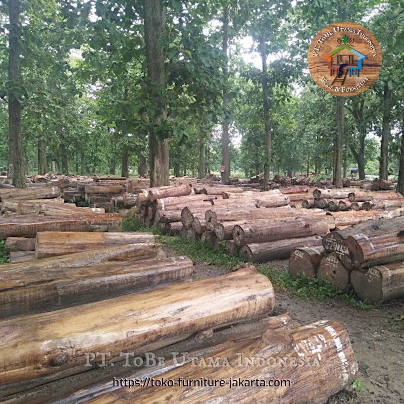 Kayu Jati Log untuk Industri Mebel dan Bahan Bangunan