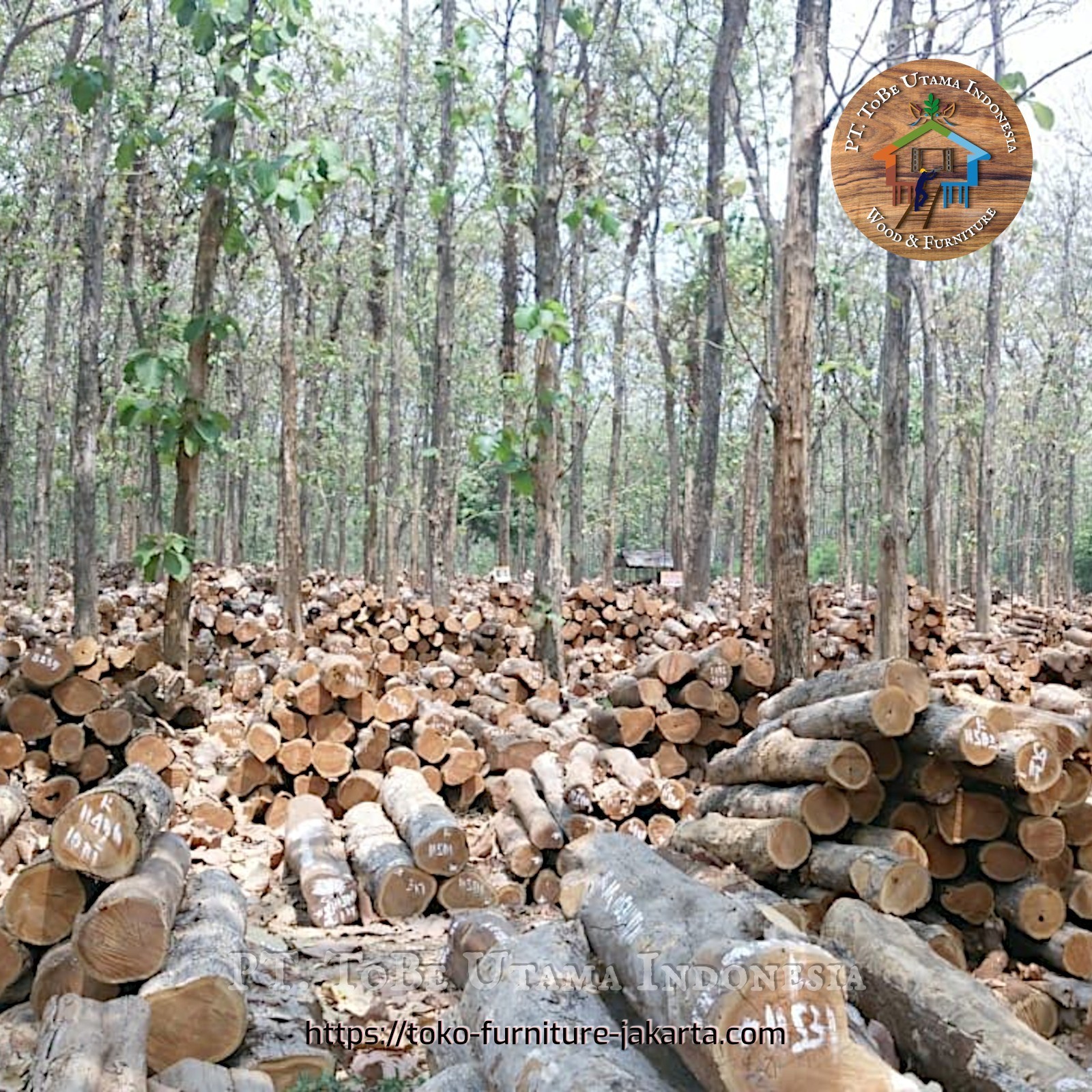 Kayu Jati Log untuk Industri Mebel dan Bahan Bangunan